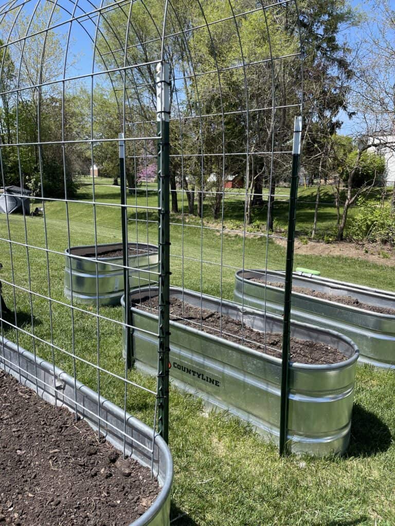 DIY Cattle Panel Arch Trellis For Vertical Gardening Simply DIY Home DIY Cattle Panel Arch Trellis For Vertical Gardening Simply DIY Home